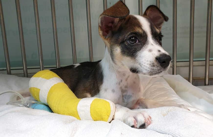 ¿Cubre el seguro la rotura del ligamento en perros? | Caser